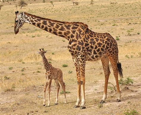 Meet The Masai Giraffe Africas Tallest Land Giant Animalpages