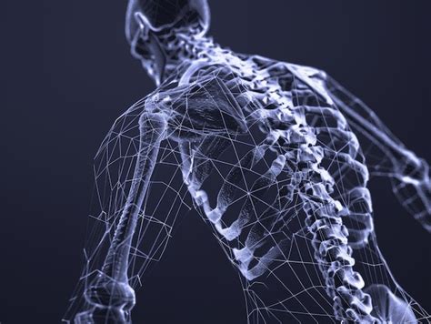 abstract skeletal structure of a human body with a wireframe overlay