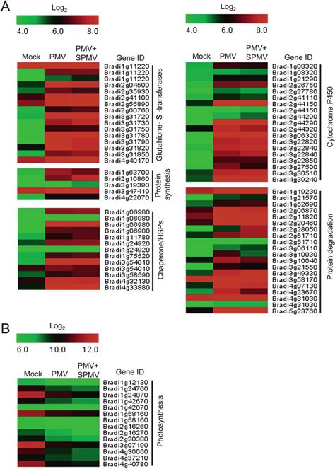 Pseudo Colored Heat Map Representation Of Brachypodium Gene Expression