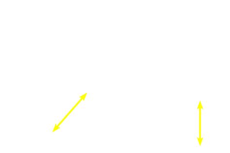 Cortex And Medulla Digital Histology