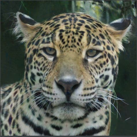 Wrong Color Information When Plotting Stylegan3 Generated Images With Motplotlib PyTorch Forums