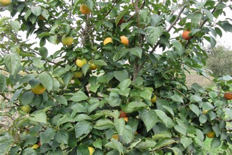 Persimmon Tree Bark Facts Garden Eco