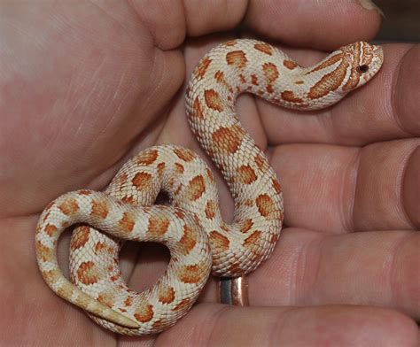 10 Stunning Western Hognose Snake Morphs Artofit