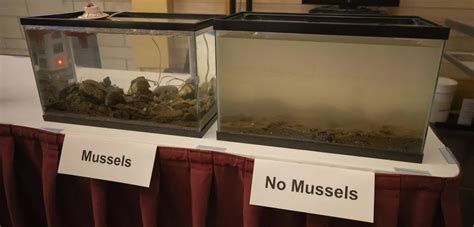 Freshwater Mussel Water Filtration