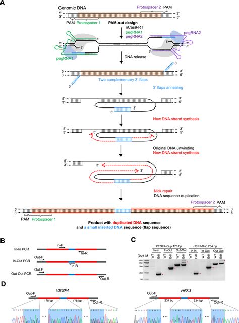 Amplification Editing Enables Efficient And Precise Duplication Of Dna From Short Sequence To