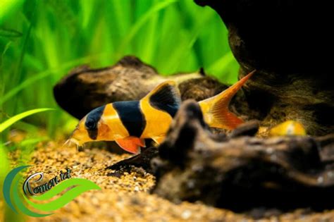 Ikan Botia Ikan Hias Air Tawar Dari Indonesia Dengan Corak Warna Dan