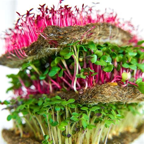 22 Of The Healthiest Microgreens To Grow Gardensall