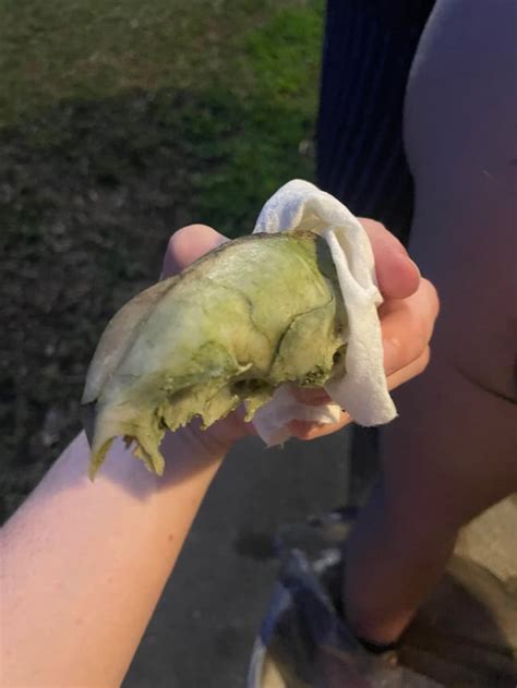 Need Help Identifying Rbonecollecting