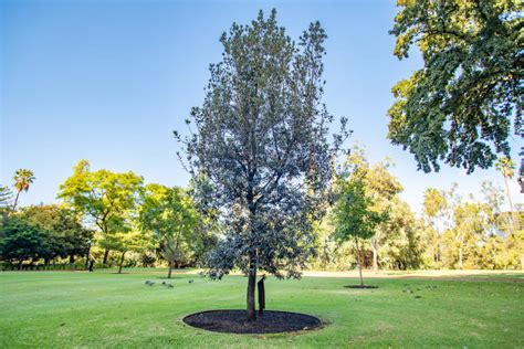 Holly Oak Evergreen Oak Or Holm Oak Government House Western Australia