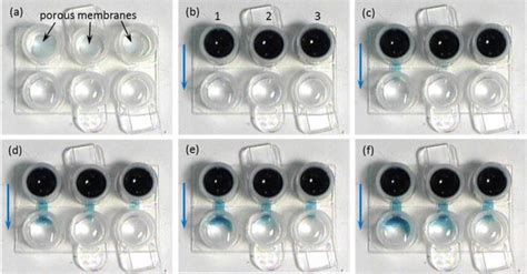 A A Pump Free Membrane Controlled Perfusion Microfluidic Device