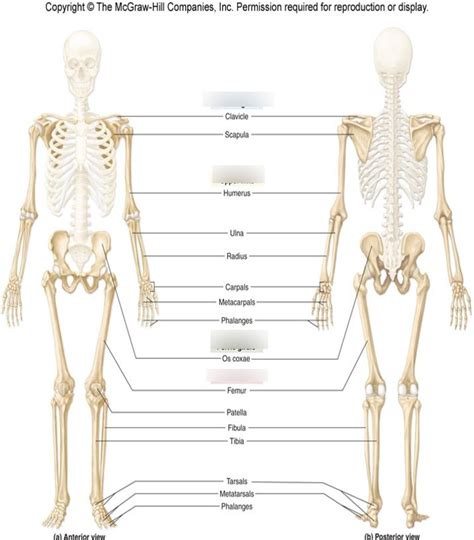 Appendicular Skeleton Terms Diagram Quizlet