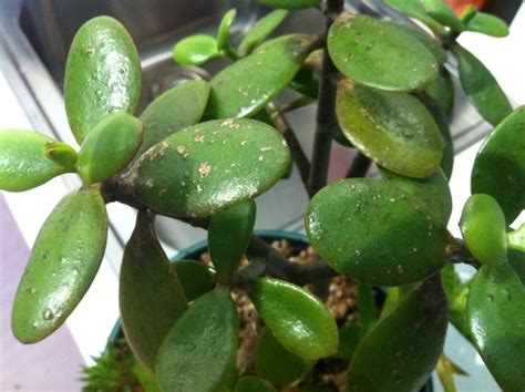 Jade Plant Brown Spots On Leaves Leaf Stem