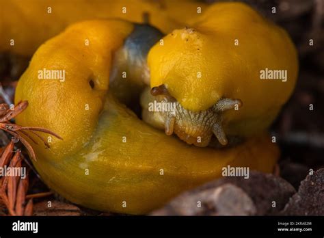 California Banana Slugs Ariolimax Californicus Mating On The Forest