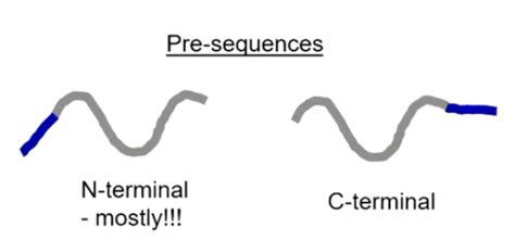 4 Protein Sorting Flashcards Quizlet