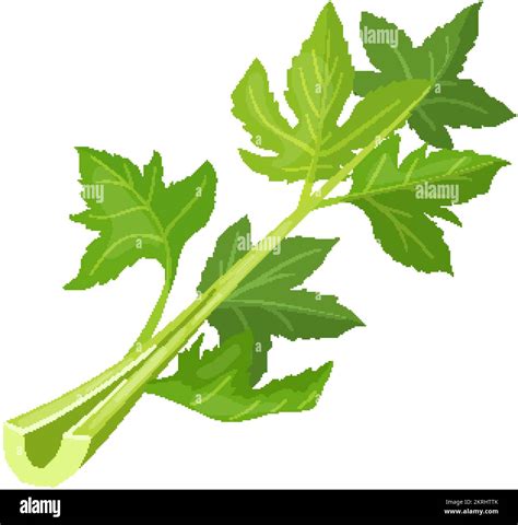 Celery Fresh Cartoon Vector Illustration Stock Vector Image And Art Alamy
