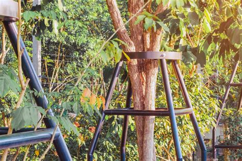 Tree Bracing Tree Service Alameda