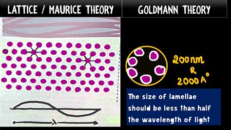 Anatomy Of Cornea Comprehensive Yet Simple Insight Ophthalmology