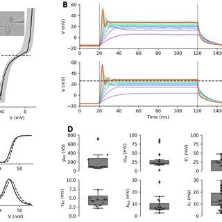 Passive Properties And Inward Rectifier Current A Top Voltage Download Scientific Diagram