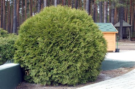 Туя Шаровидная Сорта И Виды Фото Описание — Mixyfotos.ru