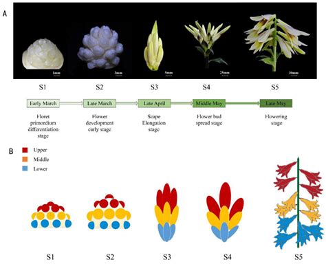 Time Course Transcriptomic Analysis Reveals Molecular Insights Into The