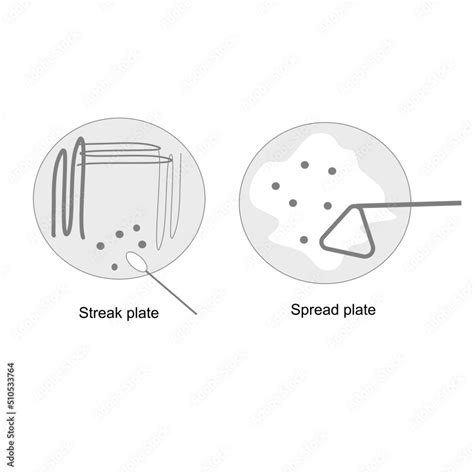 The Pure Culture Technique Streak And Spread Plate With Sterilize Loop And Cell Spreader For