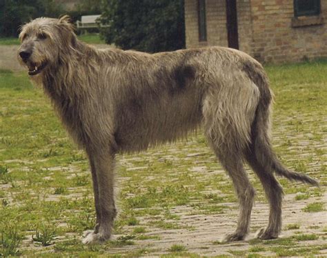 Irish Wolfhound Dog Breed Information Pictures And More