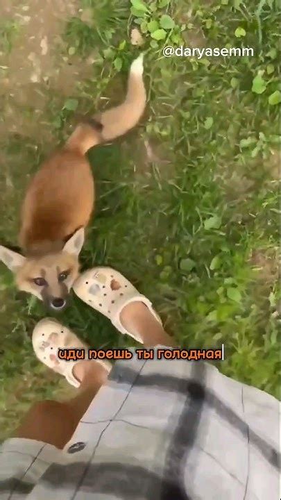 КАК ГОВОРИТ ЛИСА ВАСИЛИСА Youtube