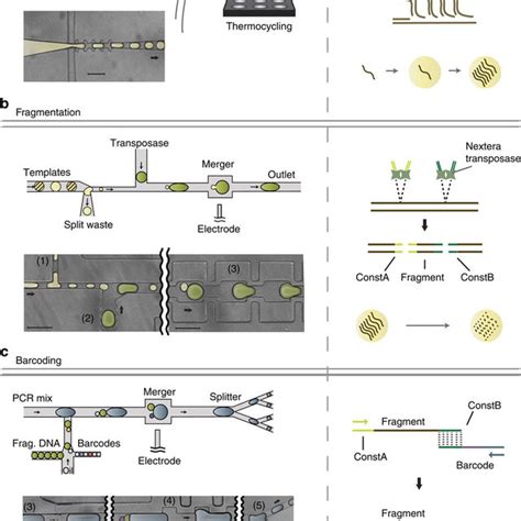 Microfluidic Workflow For Generating Barcoded Dna Fragments Left