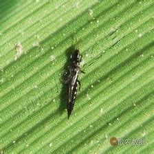 Pest And Desease Identification Object Detection Dataset And Pre Trained Model By Roboflow