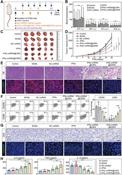 Cers‐mediated Ifn‐γ Cmrna Delivery Effectively Suppresses Tumor Growth