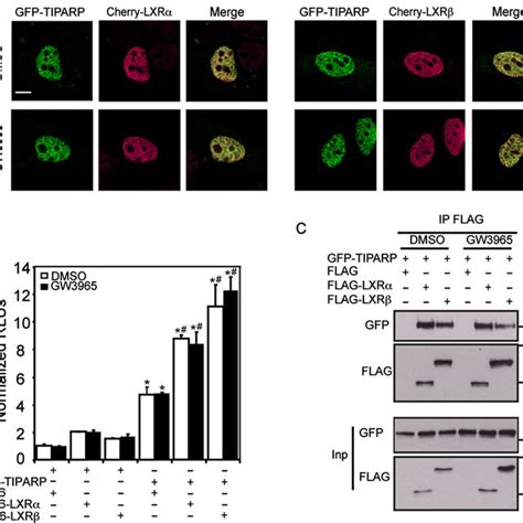 TIPARP interacts and co-localizes with LXRs | Download Scientific Diagram