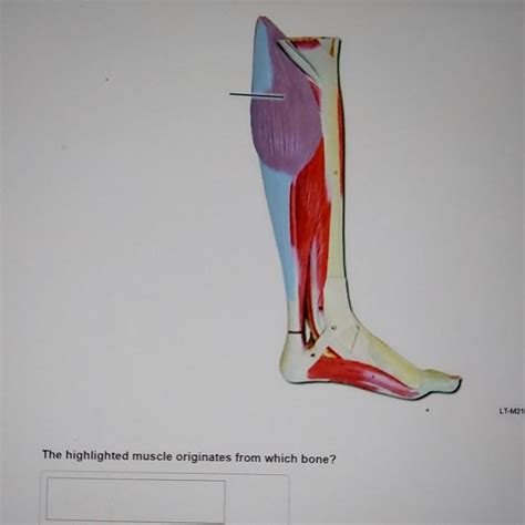 Solved 6 0 C Lt As1 Skeleton Are The Highlighted Joints