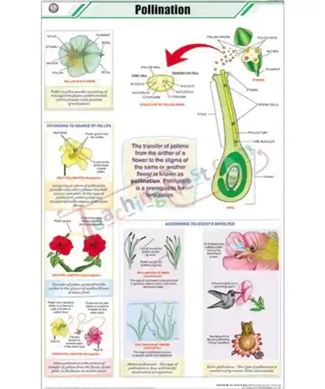 Pollination Chart Laminated With Rollers Teachingnest