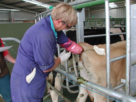 Insemination Cow The Forced Insemination Of Cows Vegan Fta