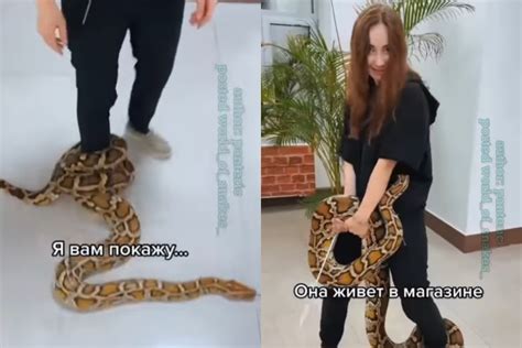 Video Python Wraps Itself Around A Girls Leg And Steals Her Shoe
