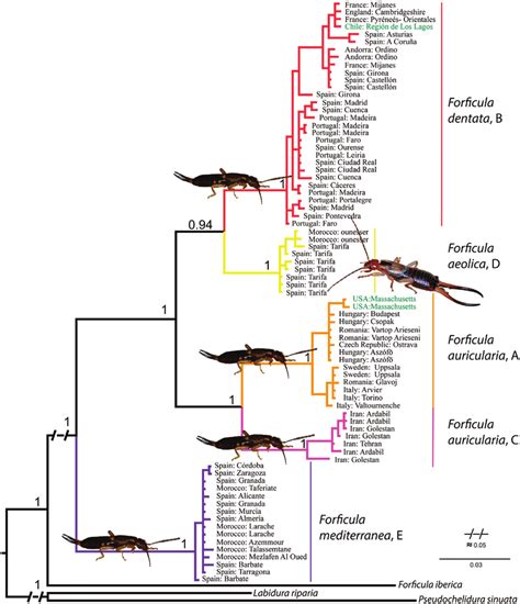 bayesian phylogenetic tree based on partial sequences of the coi mtdna