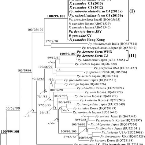 Rbc L Phylogeny Ml Tree In L 719811 Of The Foliose Bangiales