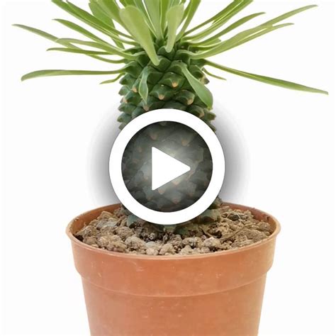 Euphorbia Sotesu Kirin 65 Cm Euphorbiaceae Giromagi Vendita