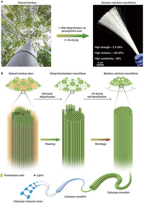 木头大王胡良兵教授nature Sustainability从可再生的天然竹子中获取高性能的纤维材料 材料牛