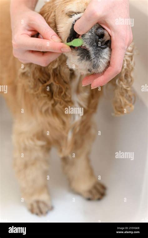 Cleaning Cocker Spaniel Dog Teeth With A Tooth Brush Female Hand