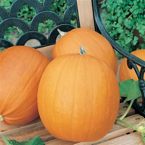 Hobbit F1 Pmr Hybrid Pumpkin 1 Lb ~3200 Seeds Pumpkins Powdery