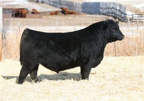 Showman Bulls Highlight A Stacked Offering Of Black Angus Bulls Six