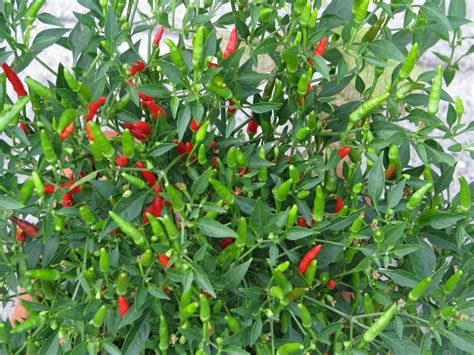 Capsicum Minimum Mini Chilli Bonsai Chili Zimmerchili