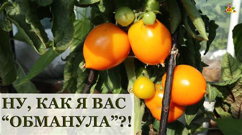 ПЕРВЫЙ СБОР зрелых томатов 18 июня! - YouTube