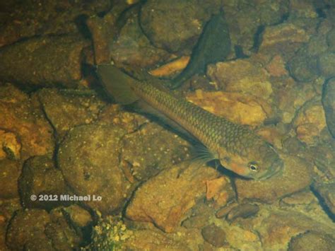 The Rainforests Of Borneo And Southeast Asia Betta Macrostoma In Situ