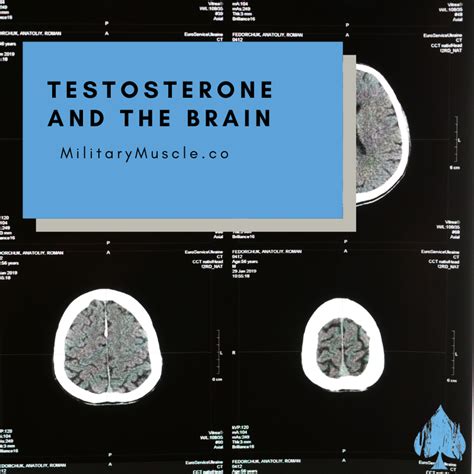 How Testosterone Affects The Brain Military Muscle Tactical Nutrition