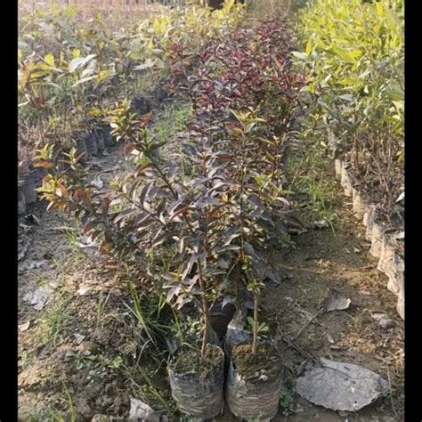 Well Watered China Amrood Plant For Fruits At ₹ 15piece In Chilkana Sultanpur Id 2850449463533