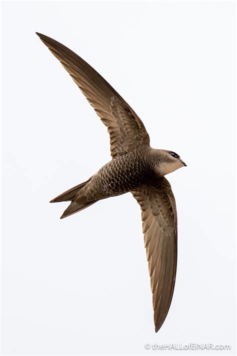 Pallid Swifts David At The Hall Of Einar