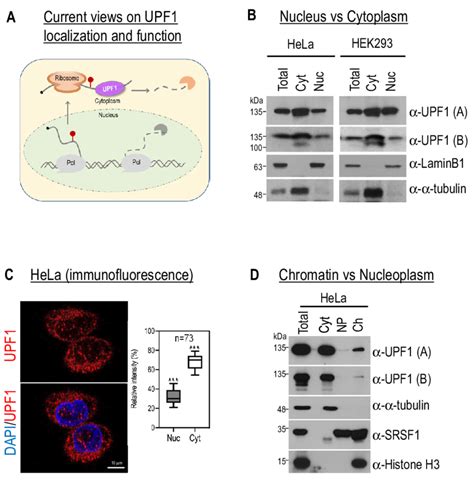 Upf1 Is Localized In The Nucleus And Is Associated With Chromatin A