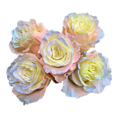 Aurora Borealis Roses Flower Explosion